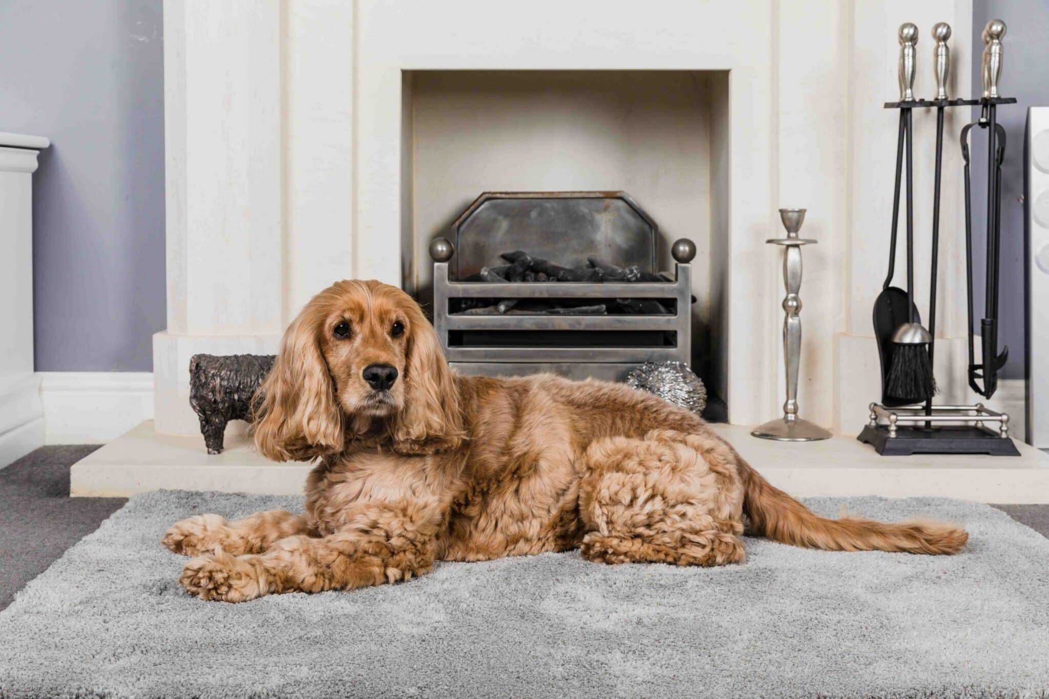 Cut-to-Size Pet & Dog Rug | Pet Rebellion