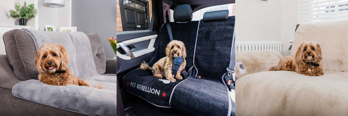 How to Stop Your Dog from Drooling in the Car