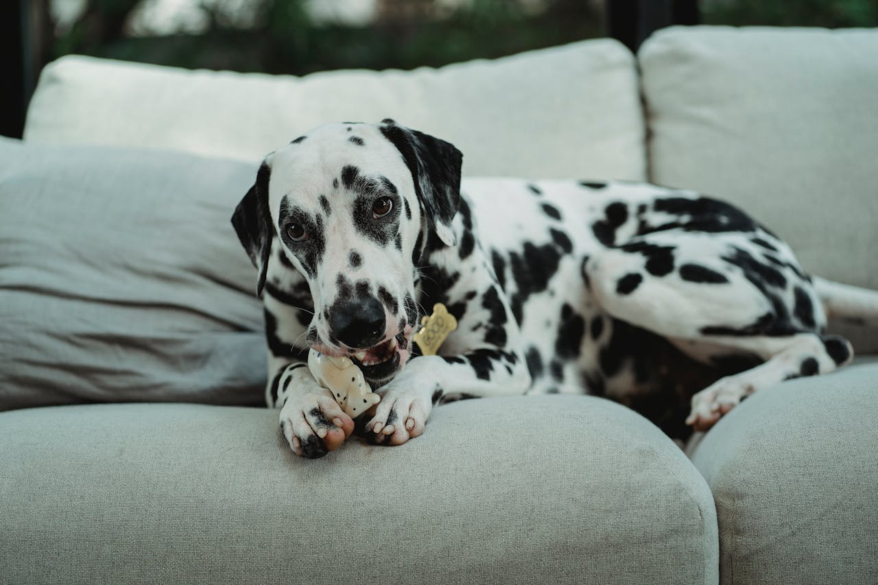 How to Stop Your Dog from Chewing Furniture When Left Alone